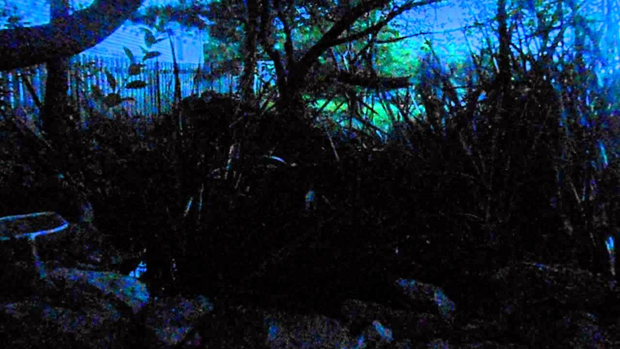 alitaptap. fireflies. - YouTube