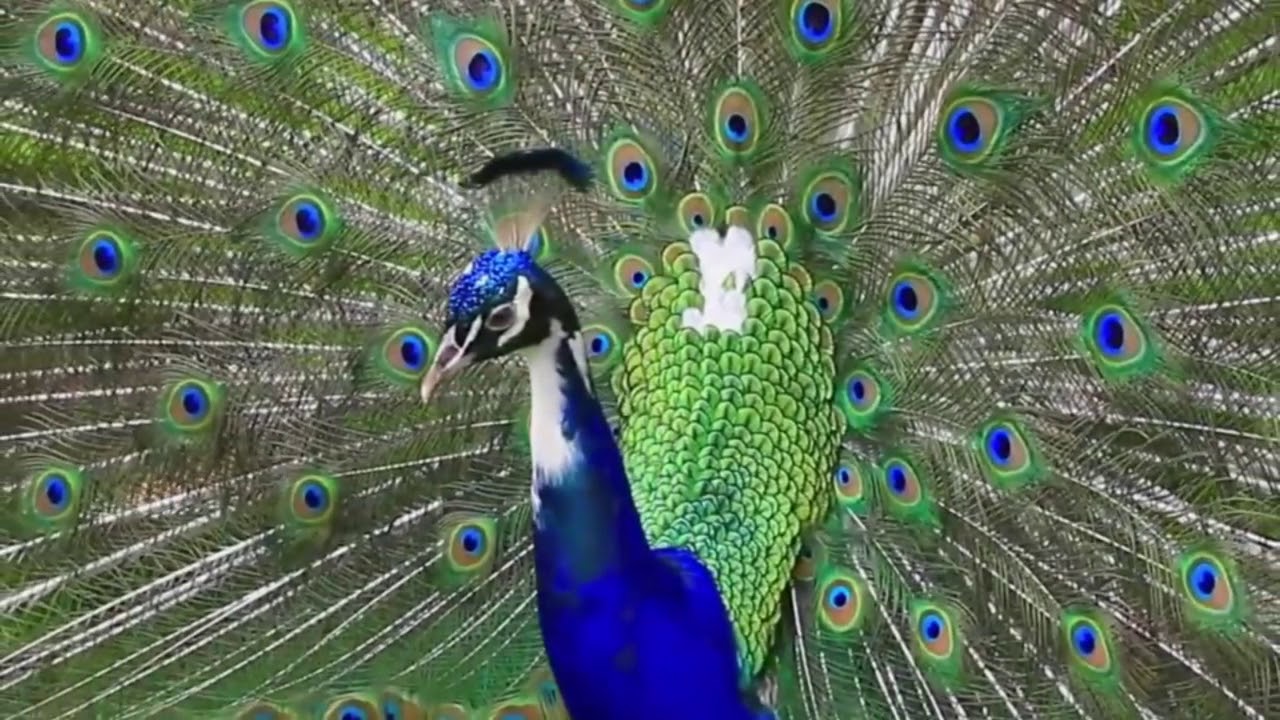 Tovuslar raqsi - YouTube