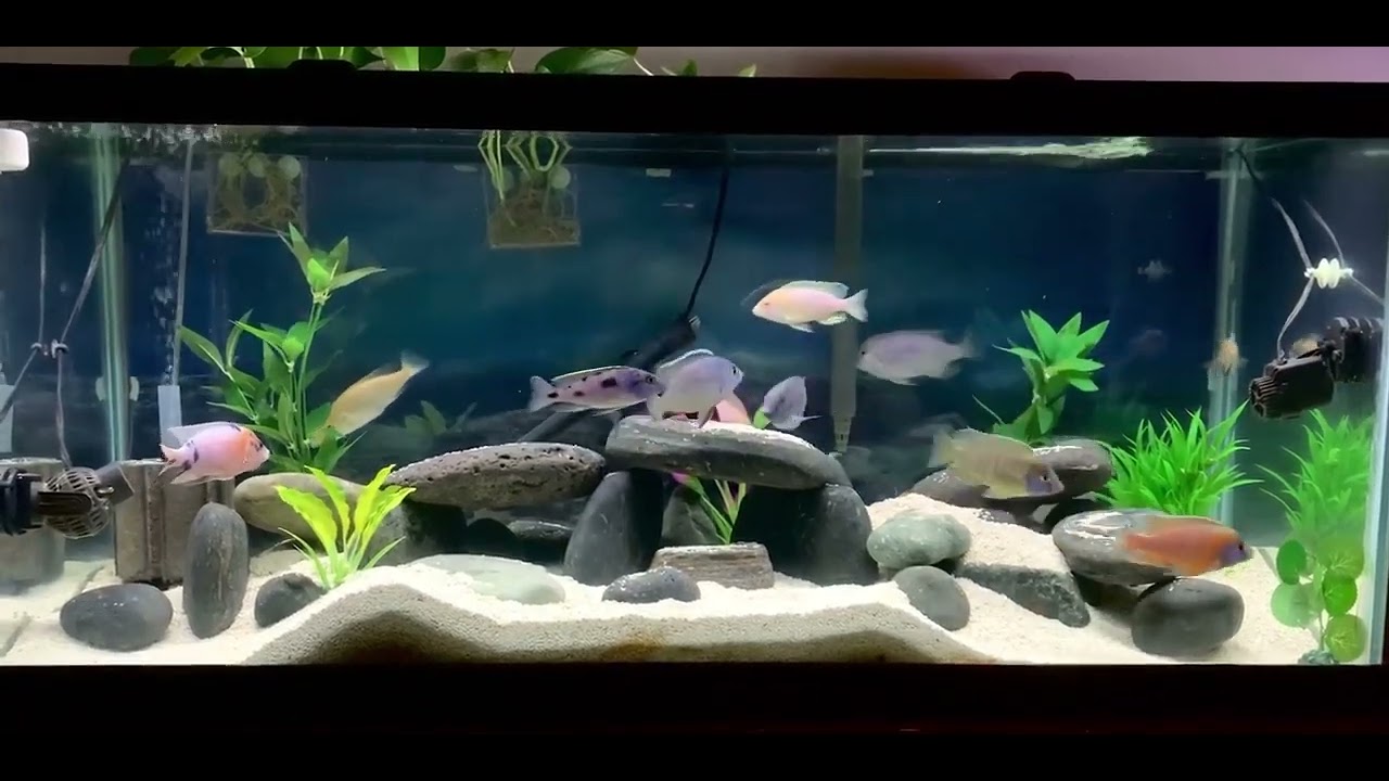 cichlids tank decoration best idea - YouTube