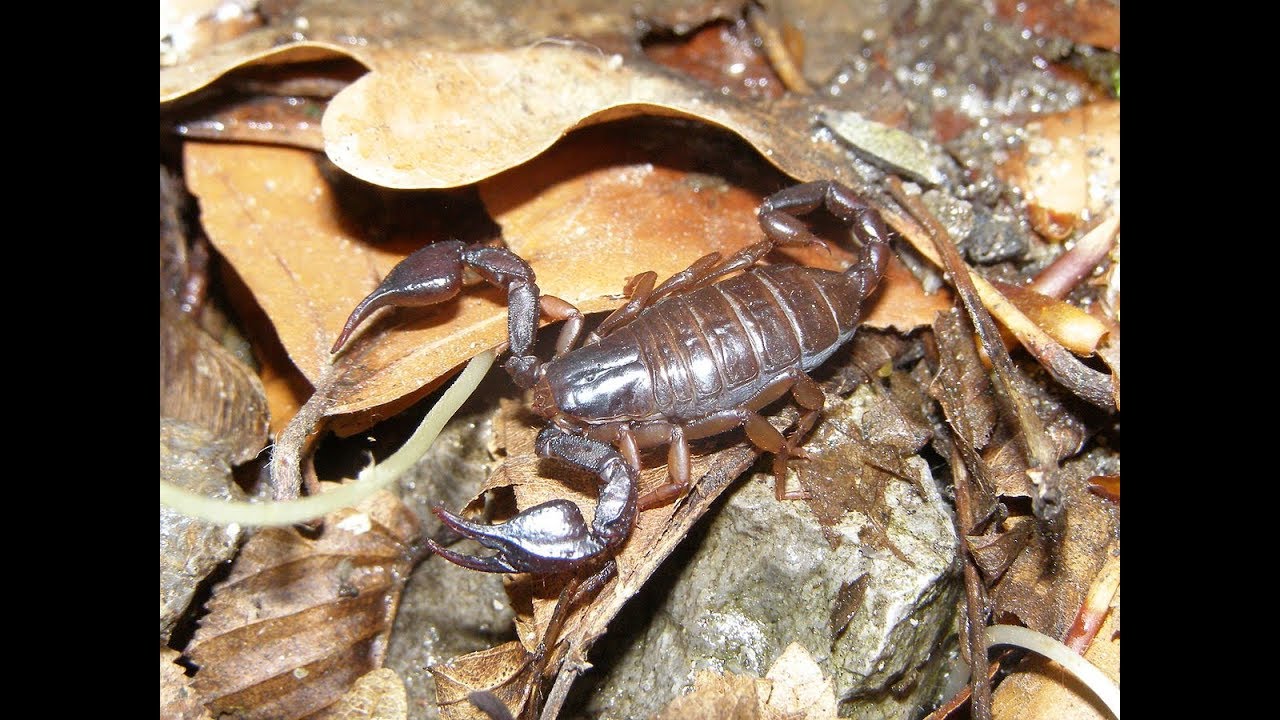 Housing My New Euscorpius Carpathicus Dwarf Scorpion Plus Some Sad News ...