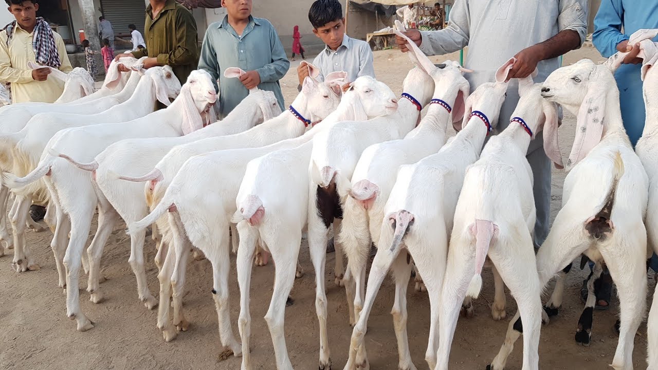 pure white bakriya goat farming ke liye bilkul munasib range dairy ...