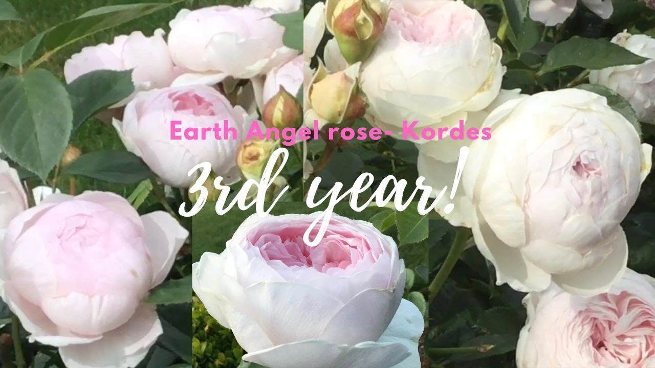 EARTH ANGEL ROSE THIRD YEAR 2023 - YouTube