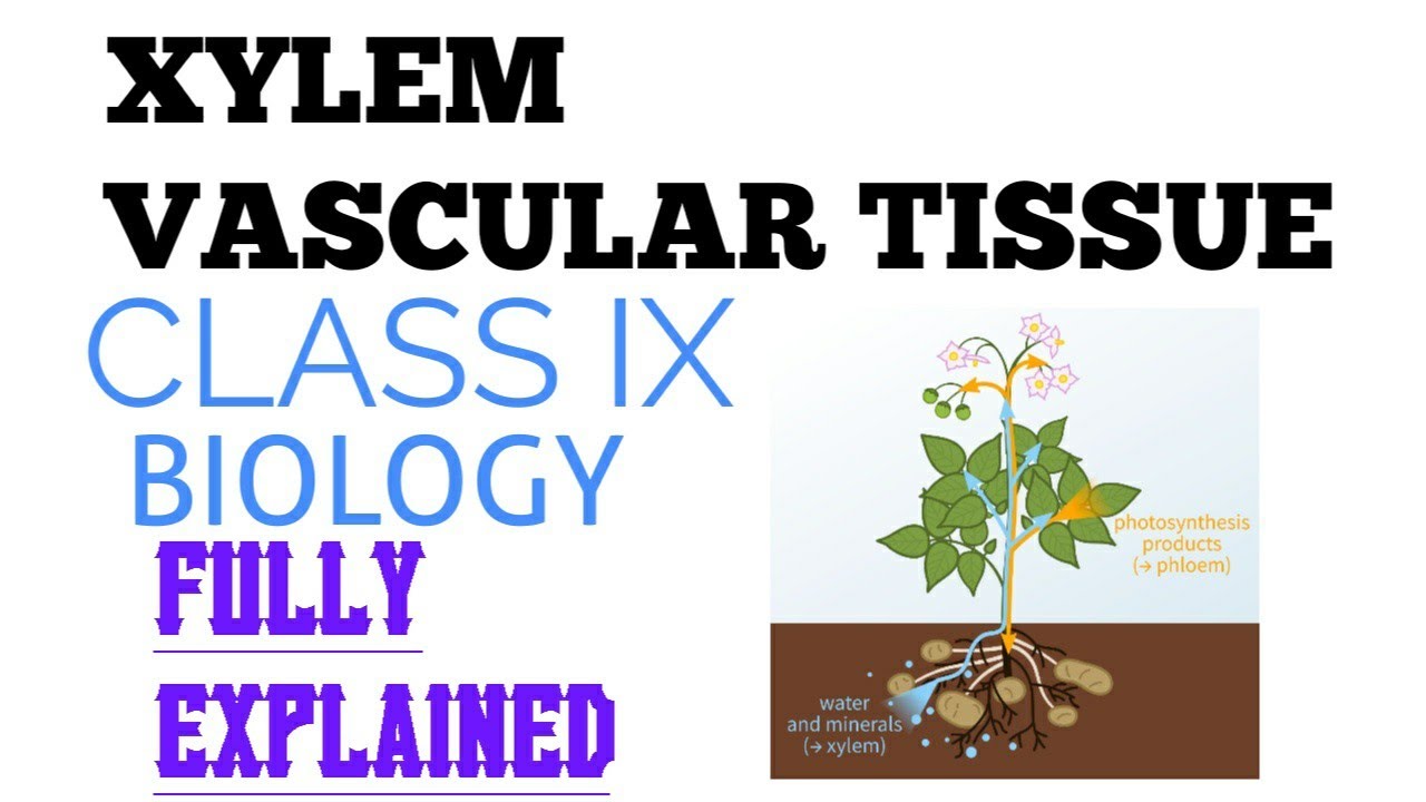 XYLEM || COMPLEX TISSUE || BIOLOGY || FULLY EXPLAINED || CLASS IX ...