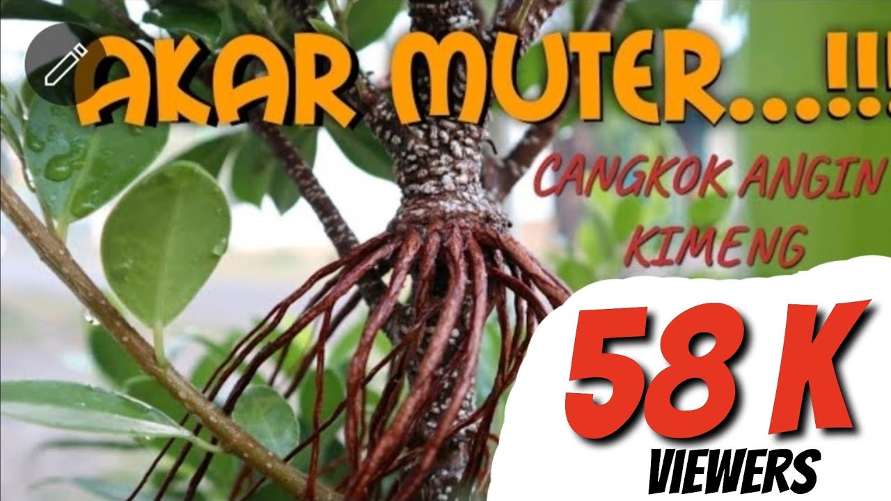 CANGKOK ANGIN, AUTO AKAR MUTER!!! BONSAI KIMENG #kimeng #cangkokangin ...