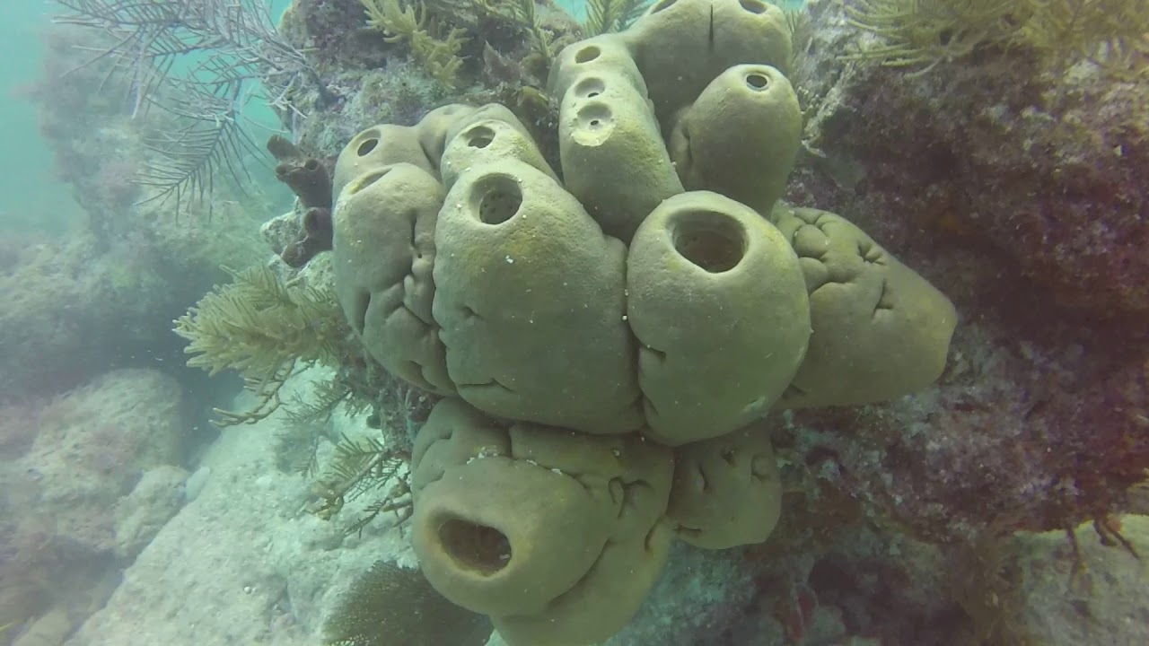 Molasses Reef Northstar 11.26.17 pt7 - YouTube