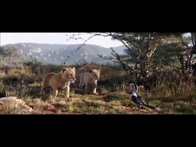Simba And Nala Wedding 🦁dotty🦁kiara🦁sabini🦁simba 2827