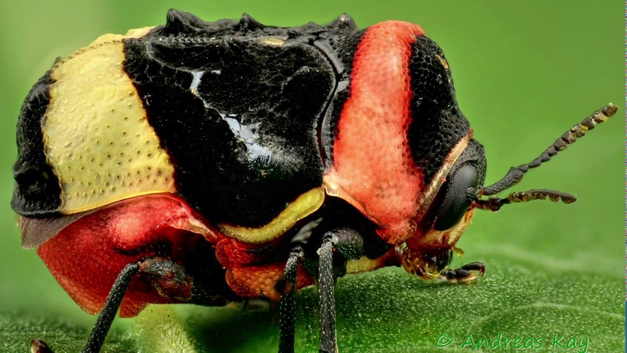 Pretty little Beetle from the Amazon rainforest of Ecuador - YouTube
