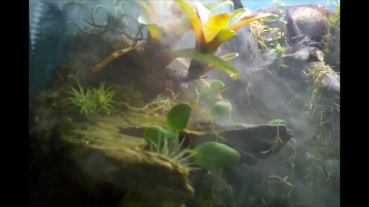 Anole / Gecko vivarium terrarium tank set up with waterfall and fogger ...