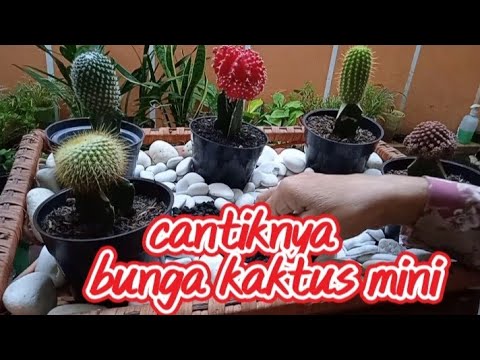 Taman mini bunga kaktus, sederhana, cantik, menambah cantik ruangan ...