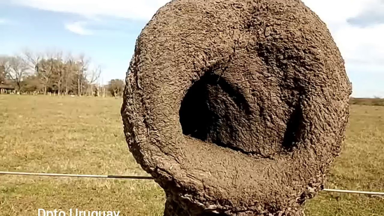 CASA de HORNERO #cienciaciudadana - YouTube