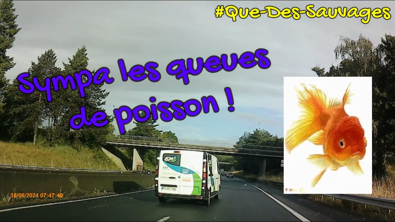 Sympa les queues de poisson ! - YouTube