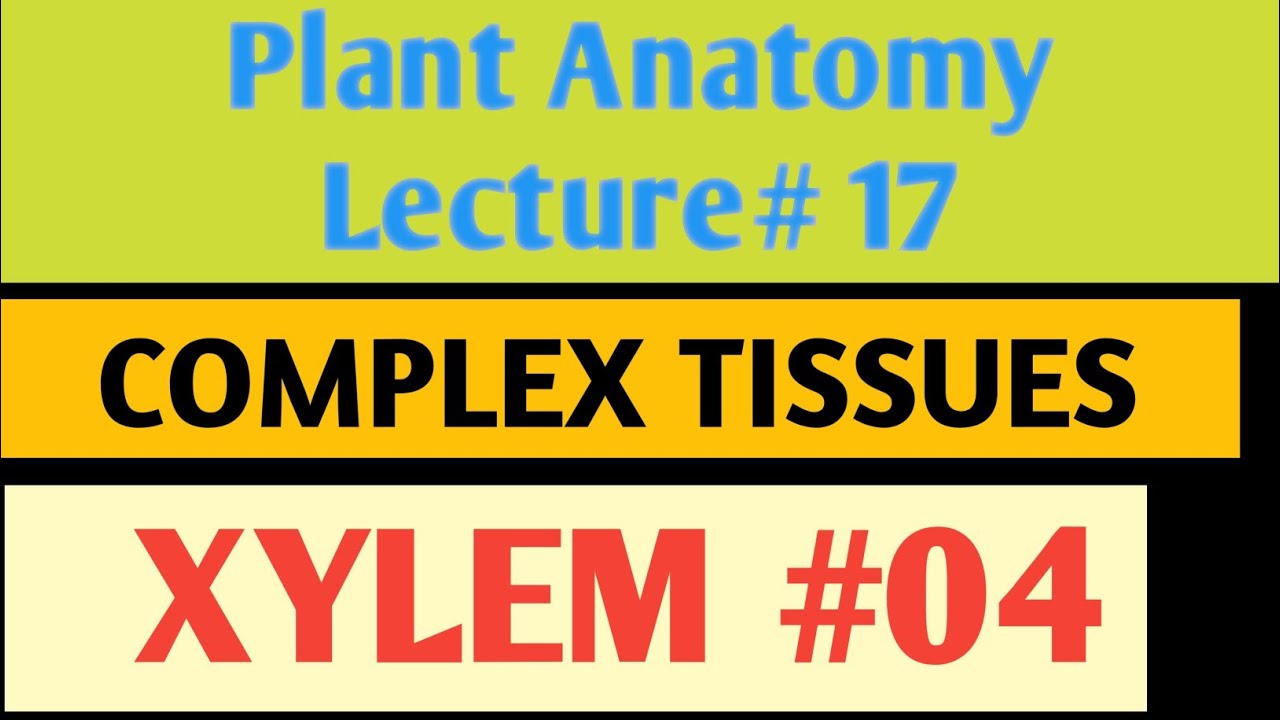 Plant Anatomy Lecture #17 Protoxylem and Meta xylem - YouTube
