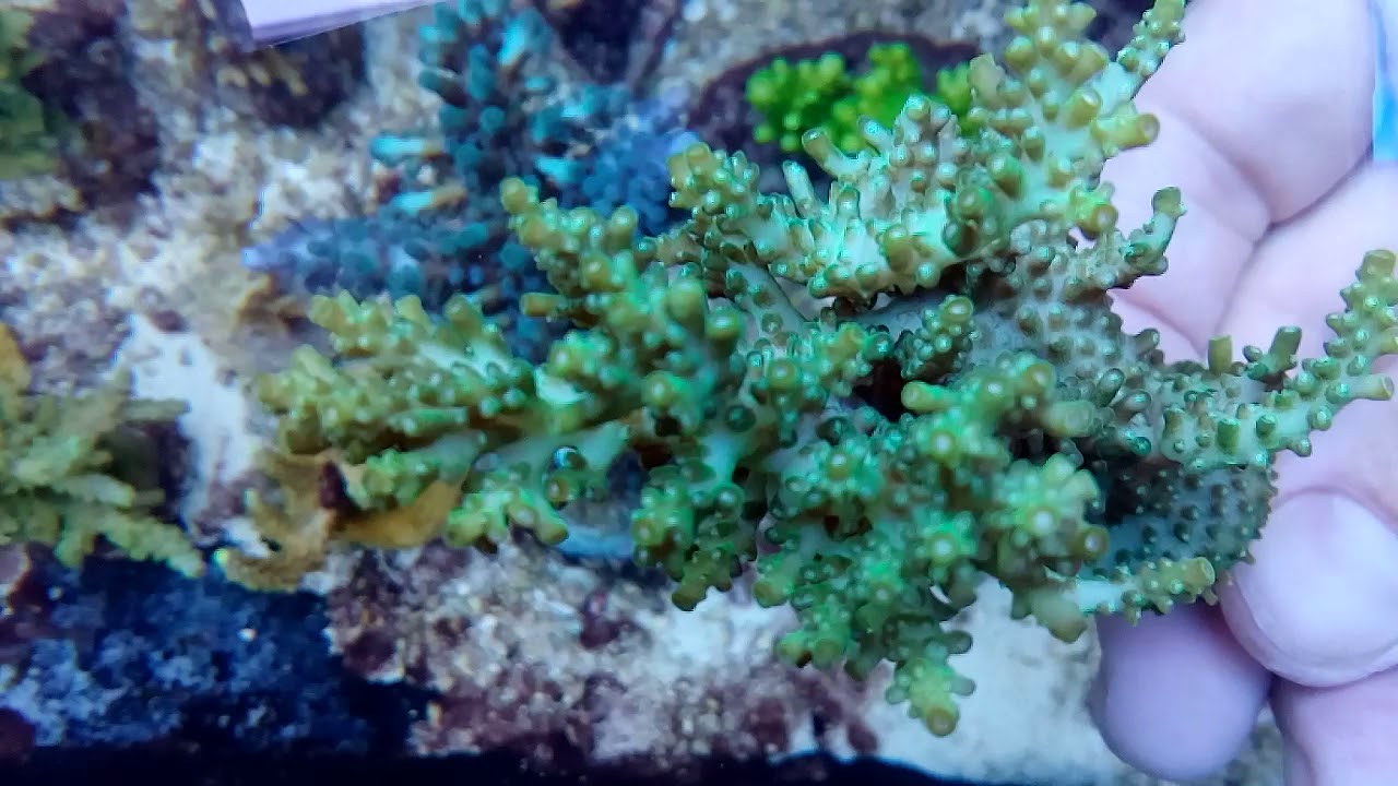Acropora divaricata yellow-2 coral gandalf - YouTube