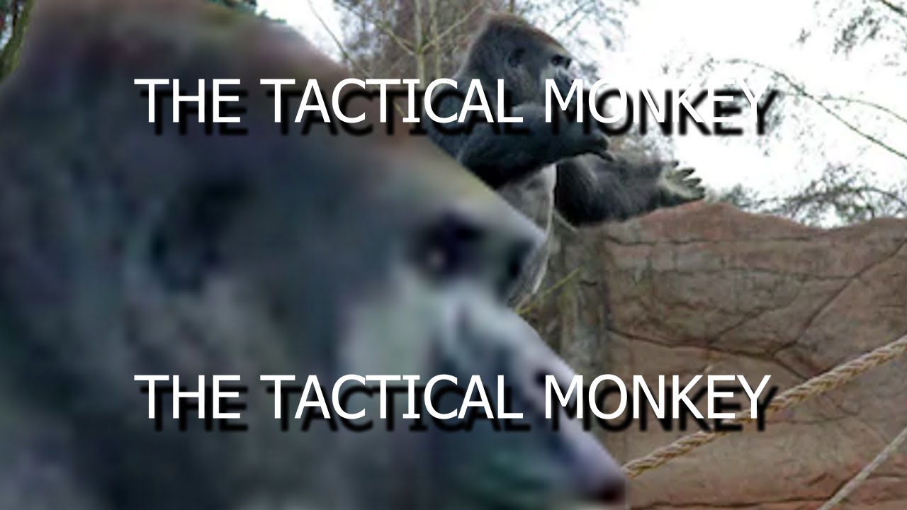 The Tactical Monkey - YouTube