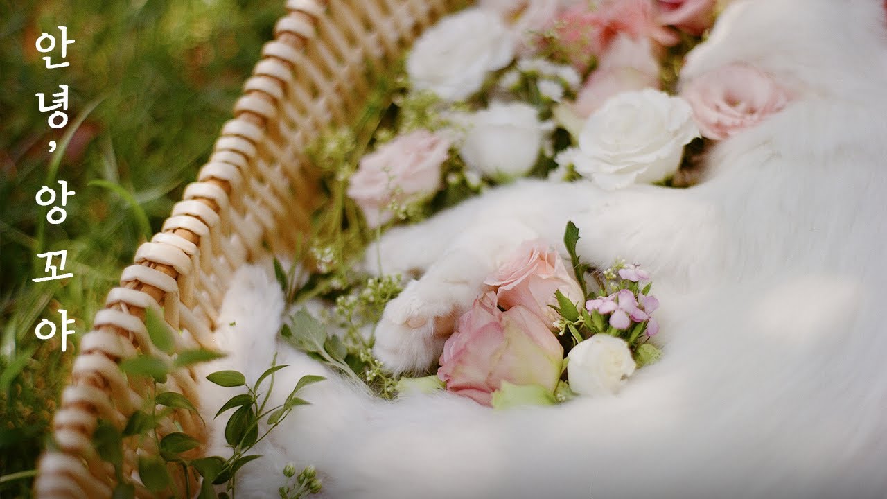 아픈 몸으로 13년을 더 살다 간 내 소중한 고양이의 장례식 My cat's funeral - YouTube