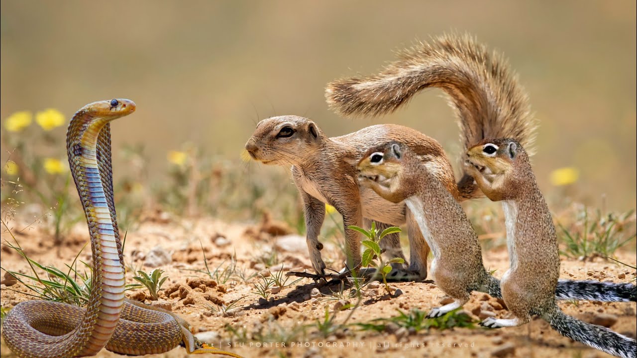 Squirrel saved its baby by fighting the snake #video - YouTube