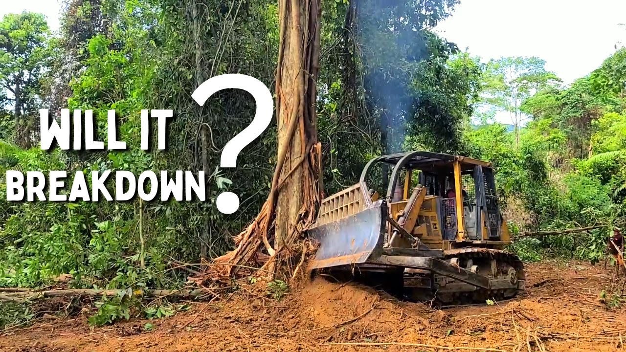 How a Small Dozer Breakdown a Big Tree, Dozer Clears The Forest into a ...