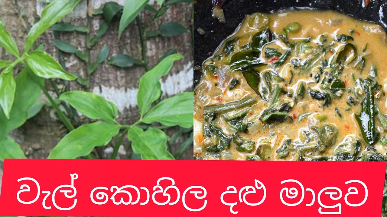 wel kohila dalu maluwa /wel kohila curry/වැල් කොහිල දළු මාලුව / /sri ...