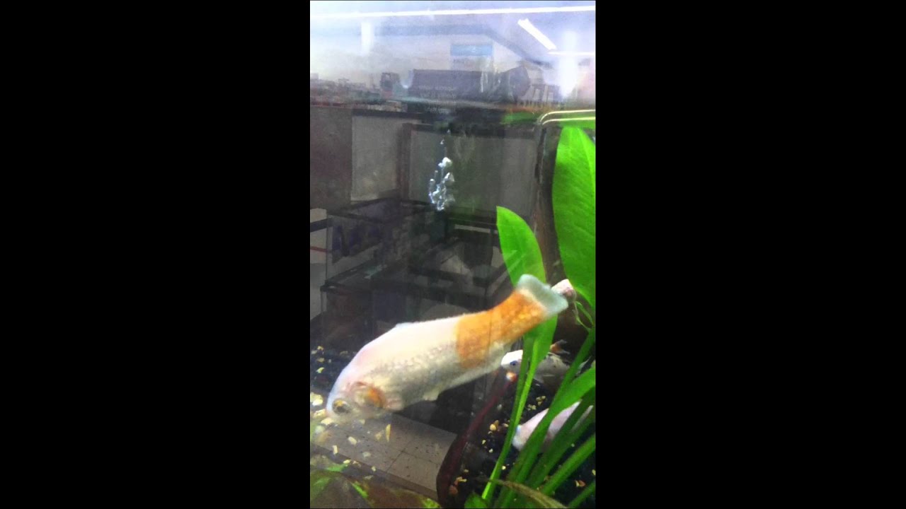 koi fish with fin-rot that progressed to body rot, disturbing. - YouTube
