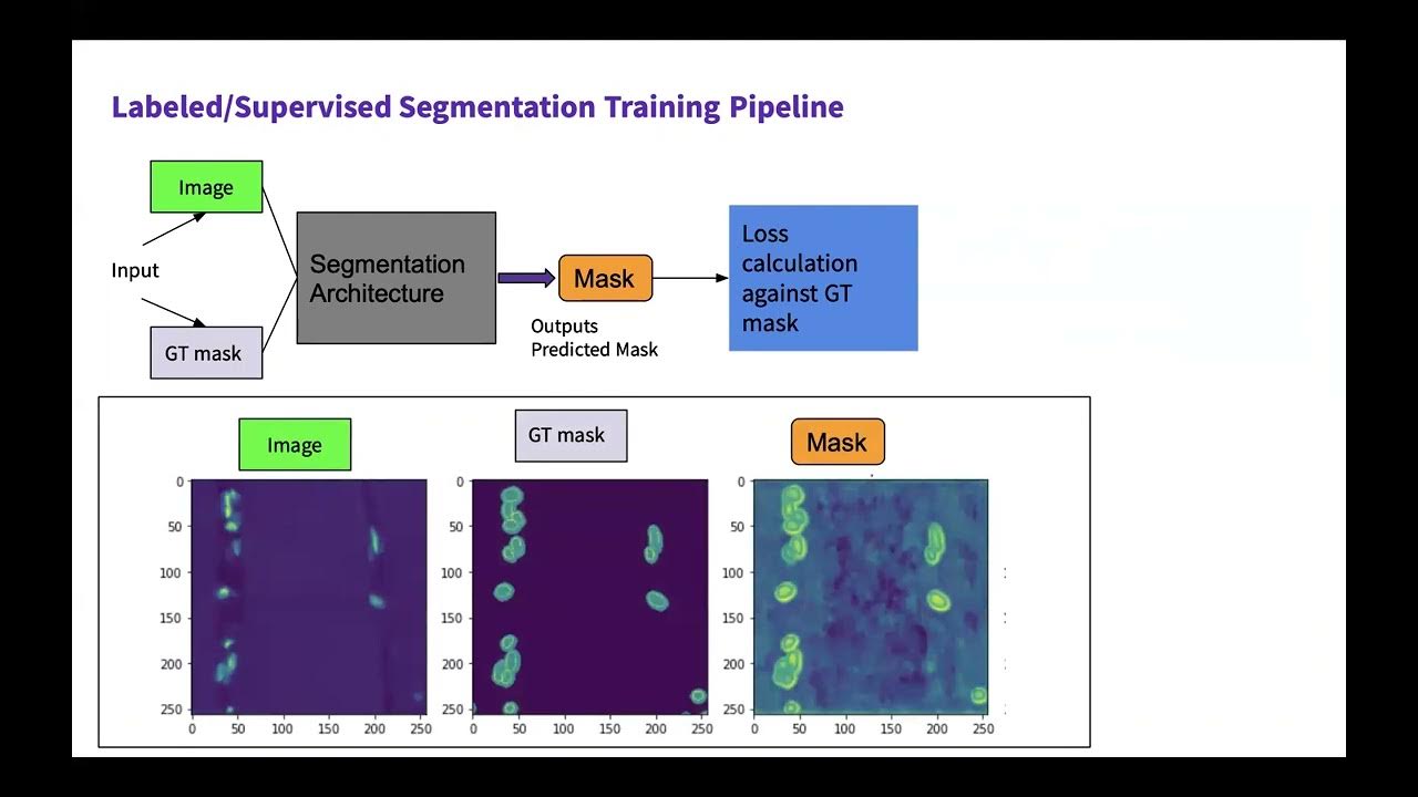 Data-Efficient Deep Learning Framework for Segmentation and Classification of Histopathology ...