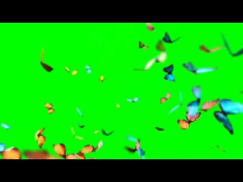 Capcut Butterfly Effect Green screen | Editing overlay