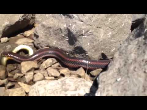 Rainbow Snake Eating An Eel - Florida Panhandle - YouTube