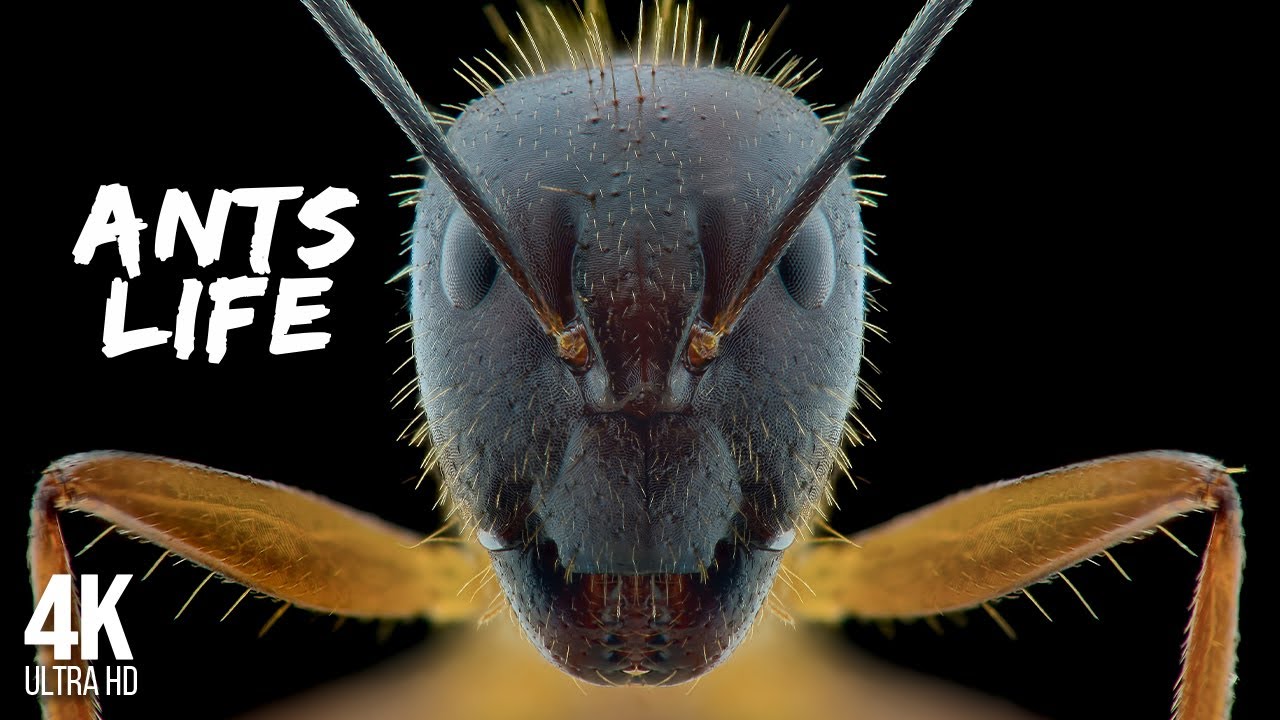 Incredible Ants Life - 4K Macro Video of Unique Creatures + Calm Music ...