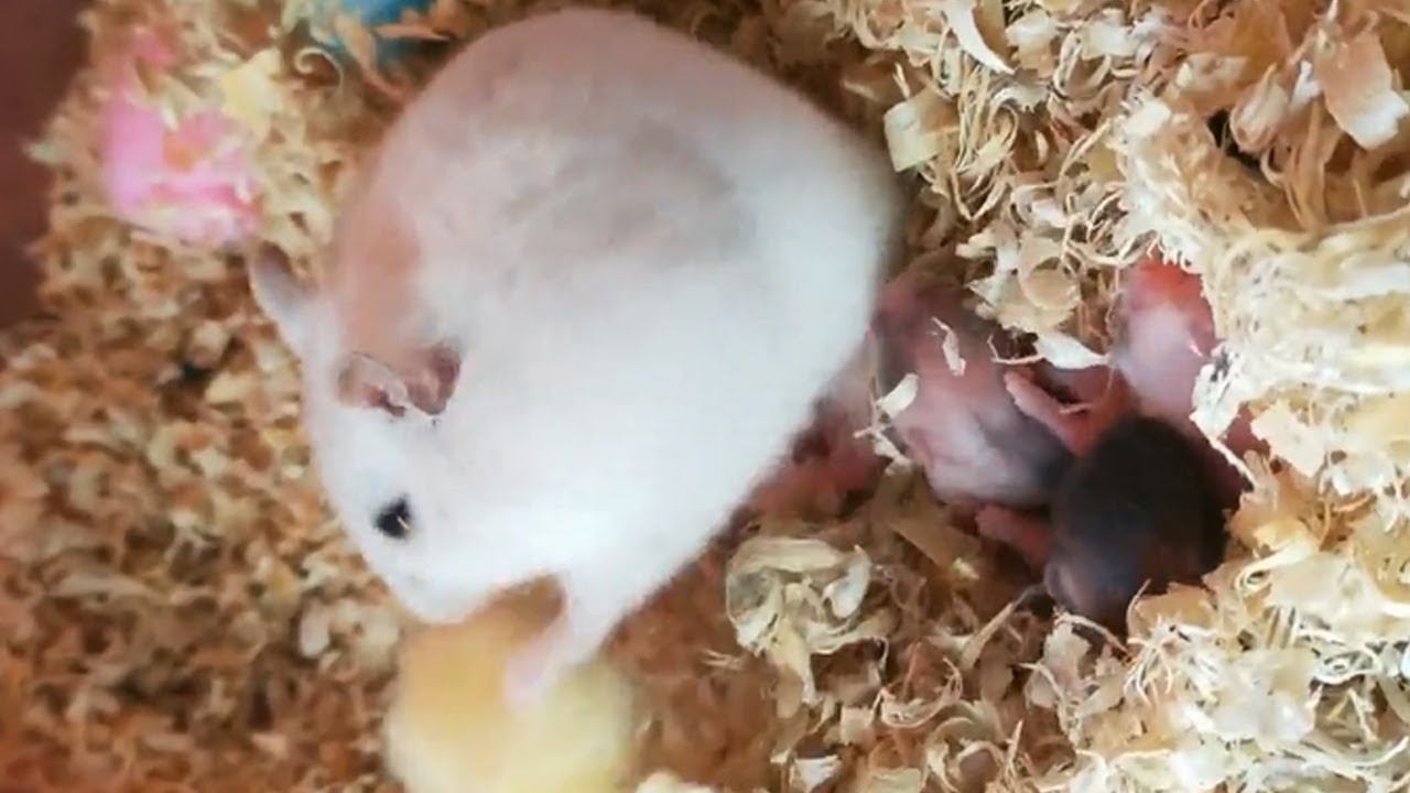 Hamsters give birth to many offspring - YouTube