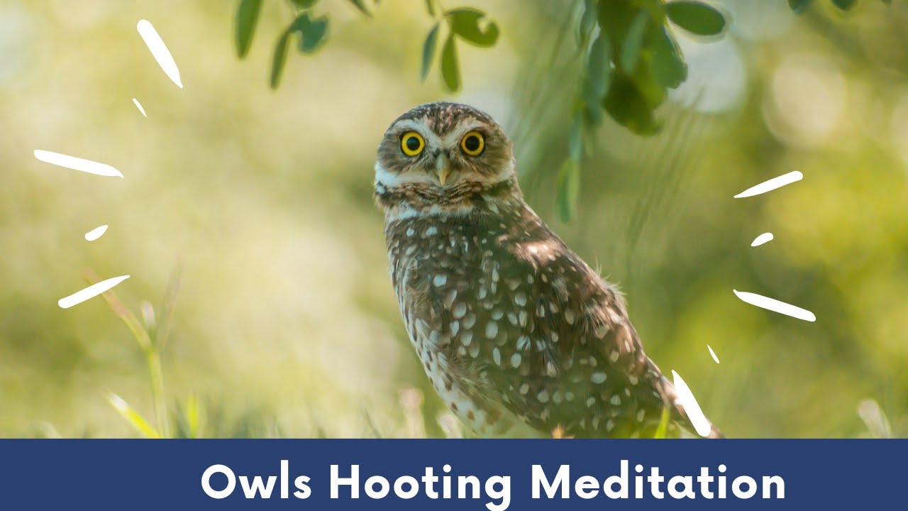 Owl Hooting| Peace of Mind| Relaxing Owl Sound| Meditation owls sound ...