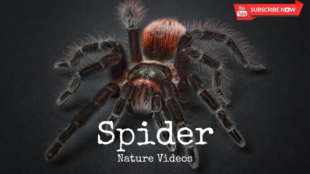 Spider || No copyright || video editing with Music || Nature video ...