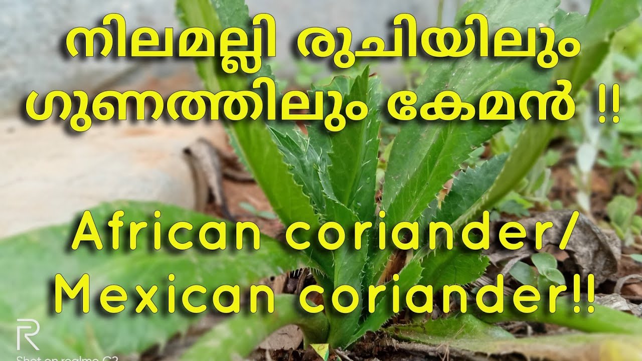 African coriander#Mexicancoriander#Homegardening# - YouTube