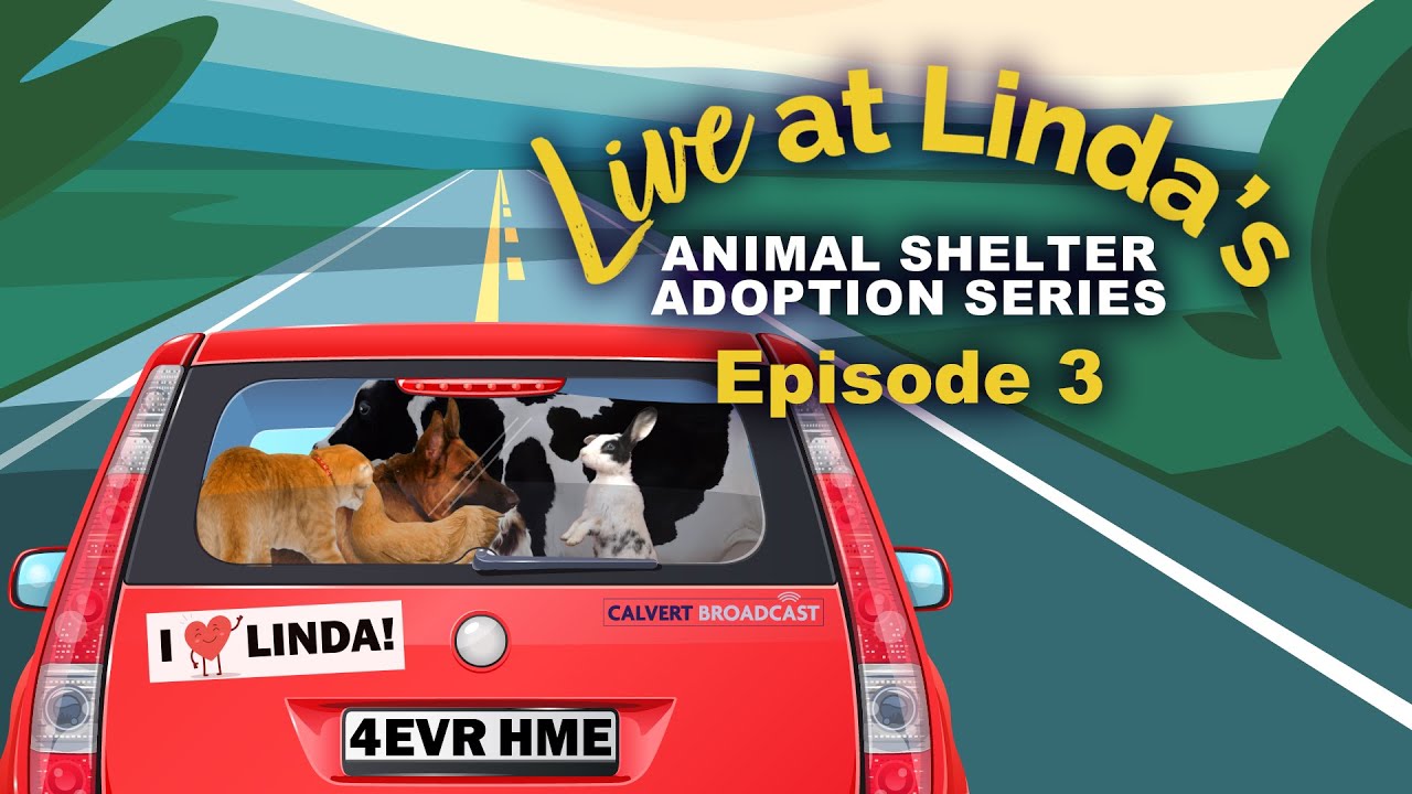 "Live at Linda's" - Animal Shelter Adoption Series - Episode 3 ...