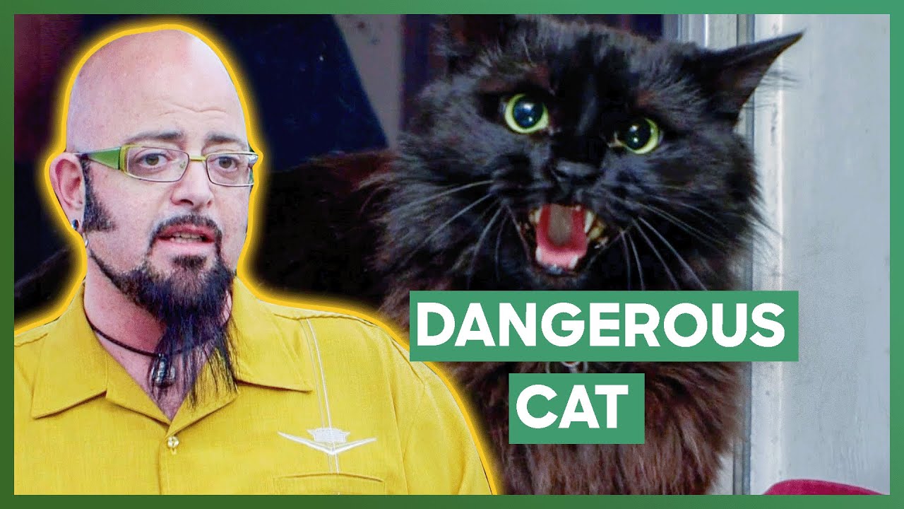 Jackson Finds Creative Solutions To Help A Violent Cat Attacking Her Owners | My Cat From Hell ...