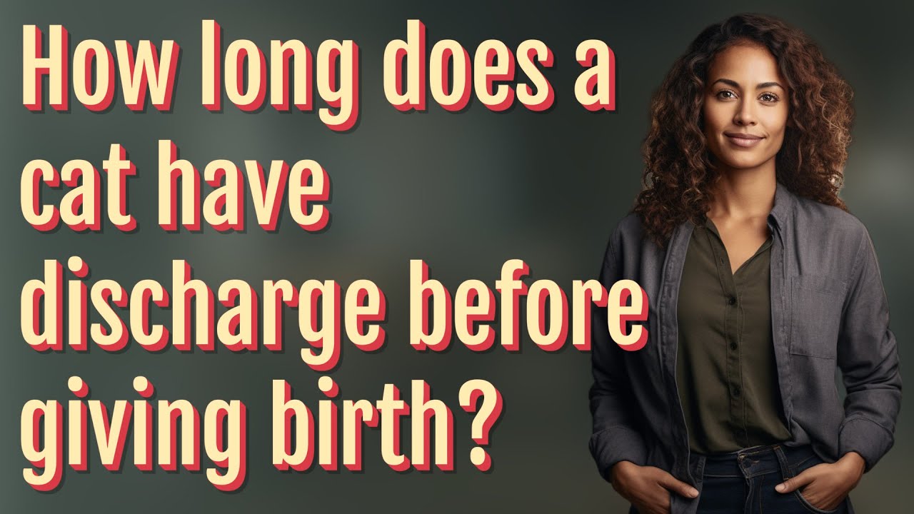 How long does a cat have discharge before giving birth? - YouTube