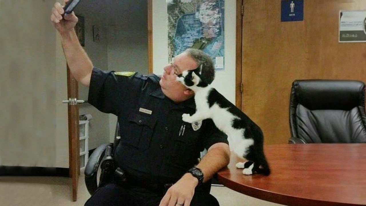 When a cat actually becomes your best friend - Cute Cat and Human - YouTube