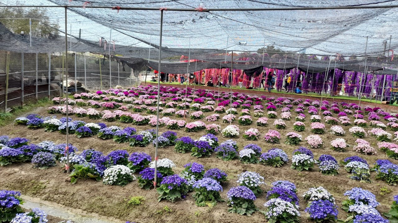 Shek Wu Wai Flower Farm in Hongkong//what kind of flowers are there ...