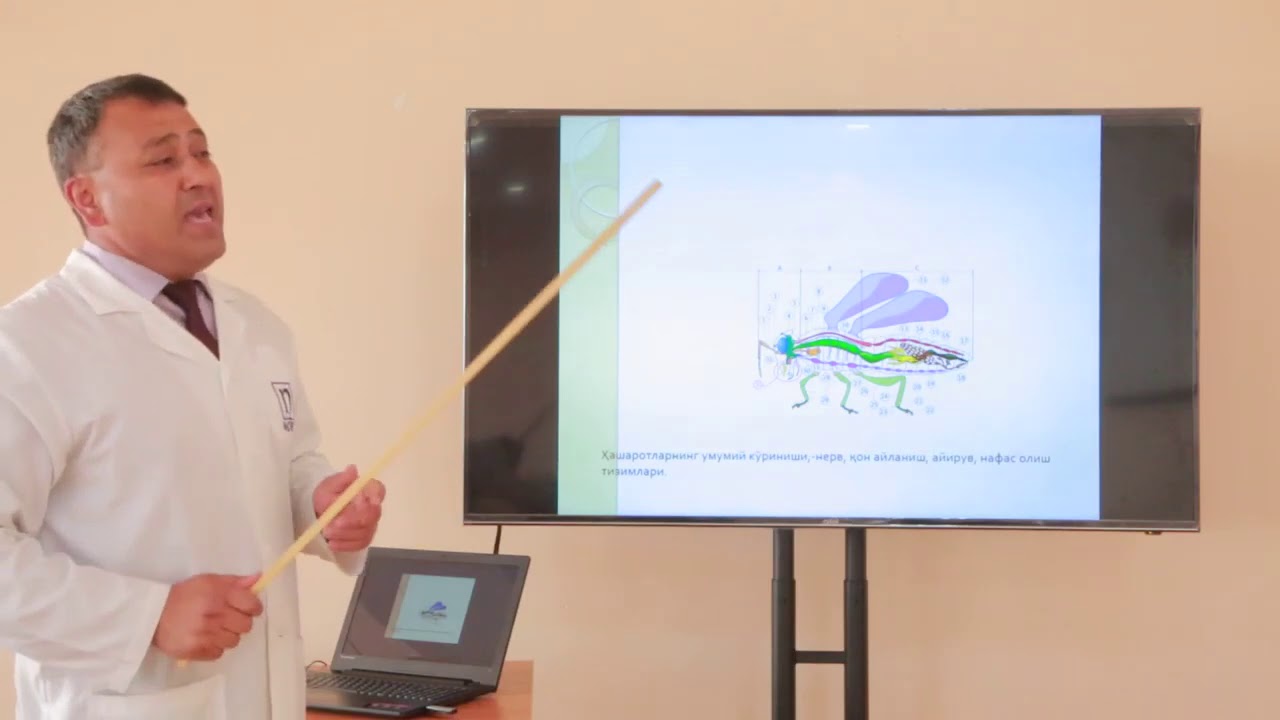 Mavzu: Traxeya bilan nafas oluvchilar kenja tipi, xarakteristikasi va ...