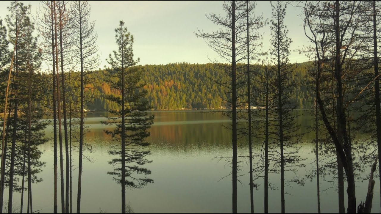 Restoring Our Forests: Managing the Recovery - YouTube