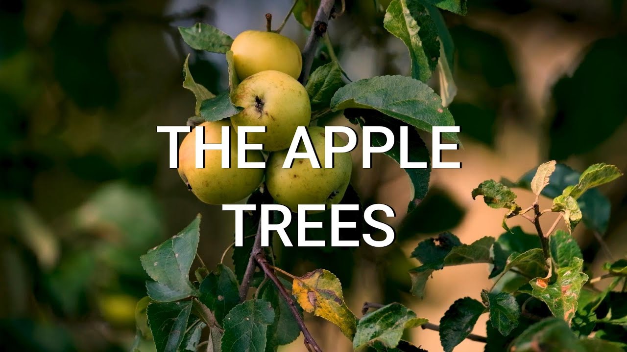 THE APPLE TREES - POETRY FREE VERSE - YouTube
