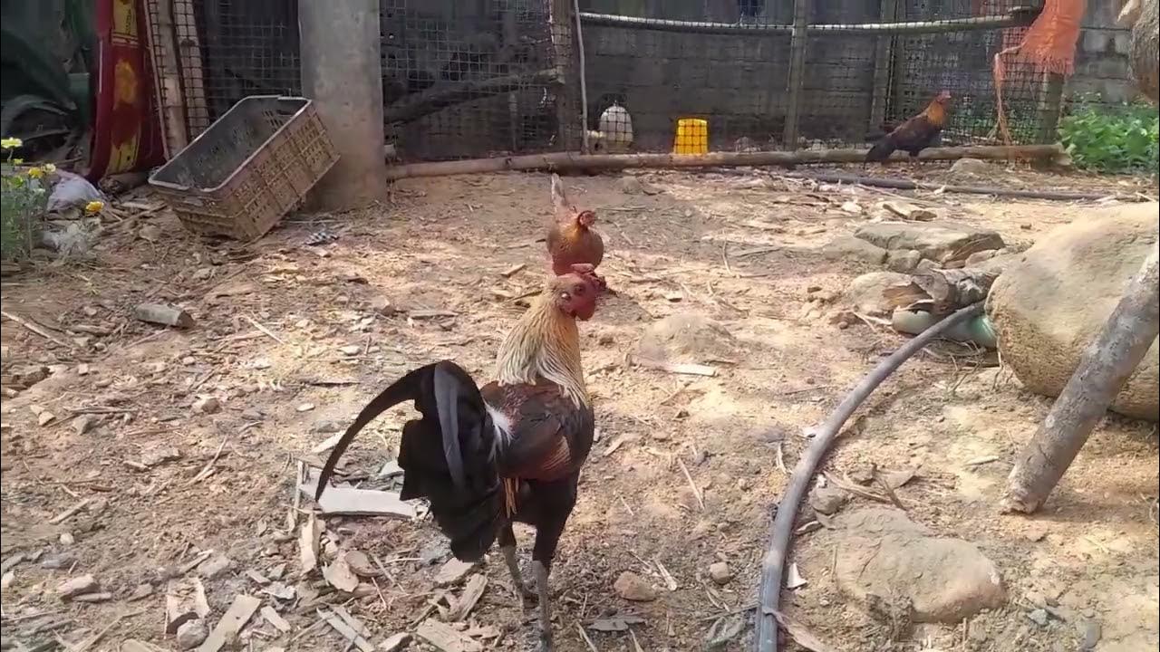 los peb saib kuv tug qaib qus txuam seb cuab tom hav zoov los nawb - gà f rừng chuối tơ - YouTube