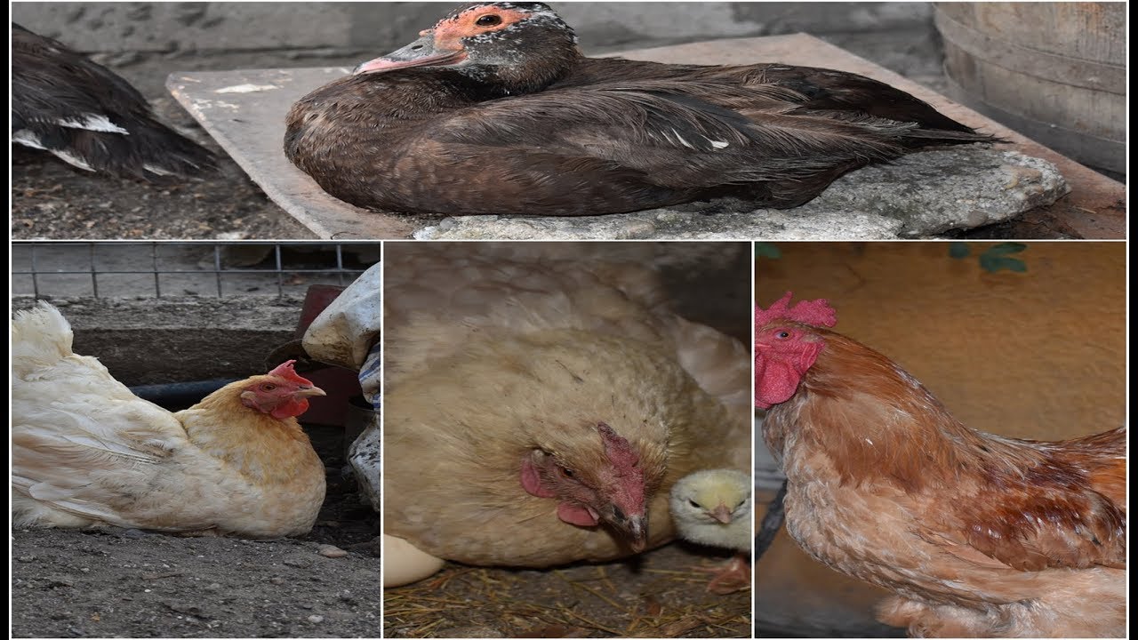 Pasari/Animale din gospodarie - YouTube