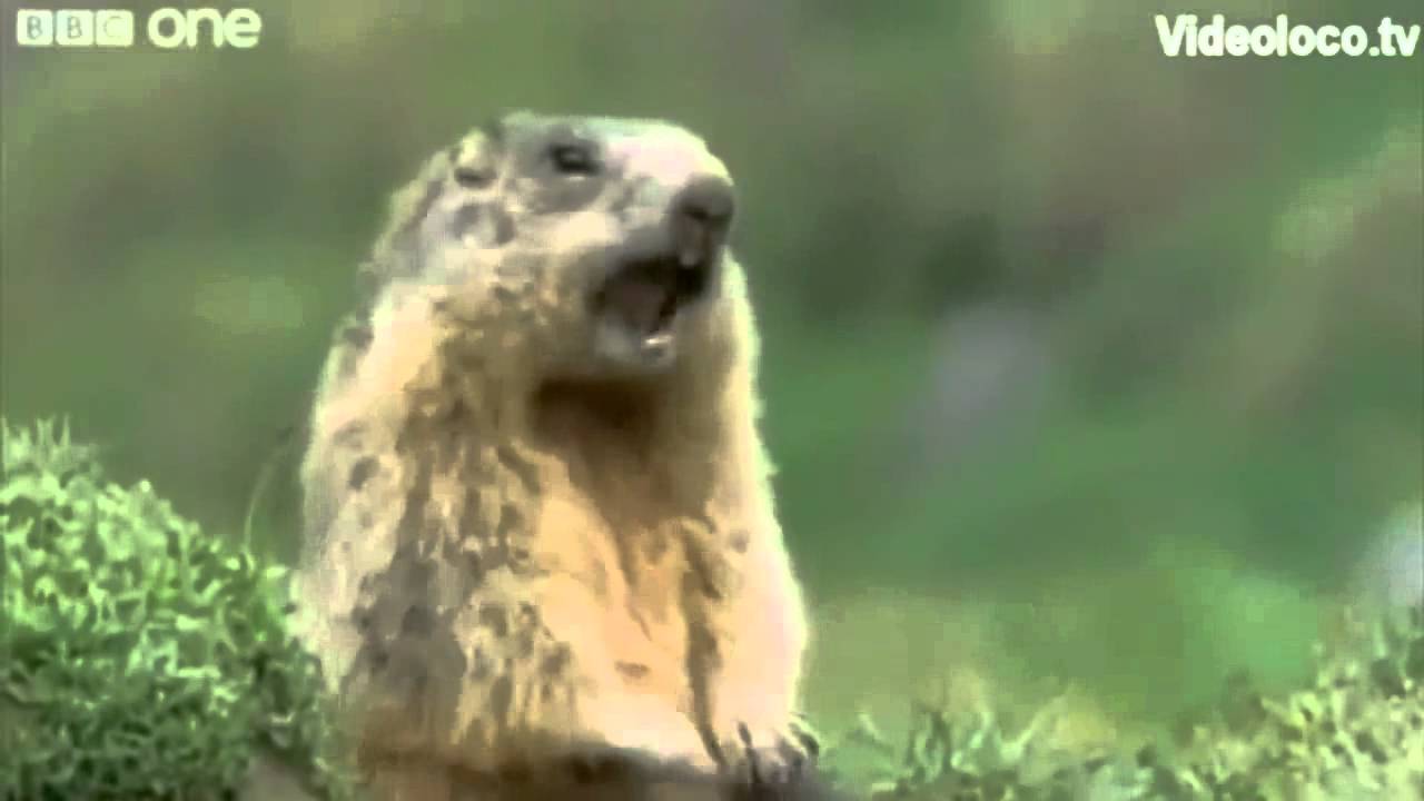 Alan! Alan! Alan! - YouTube