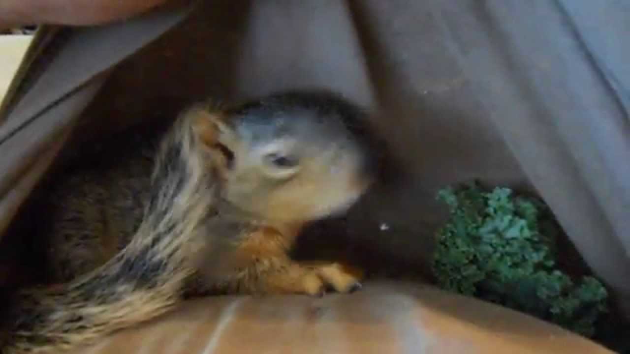 New Squirrel Rescue - YouTube