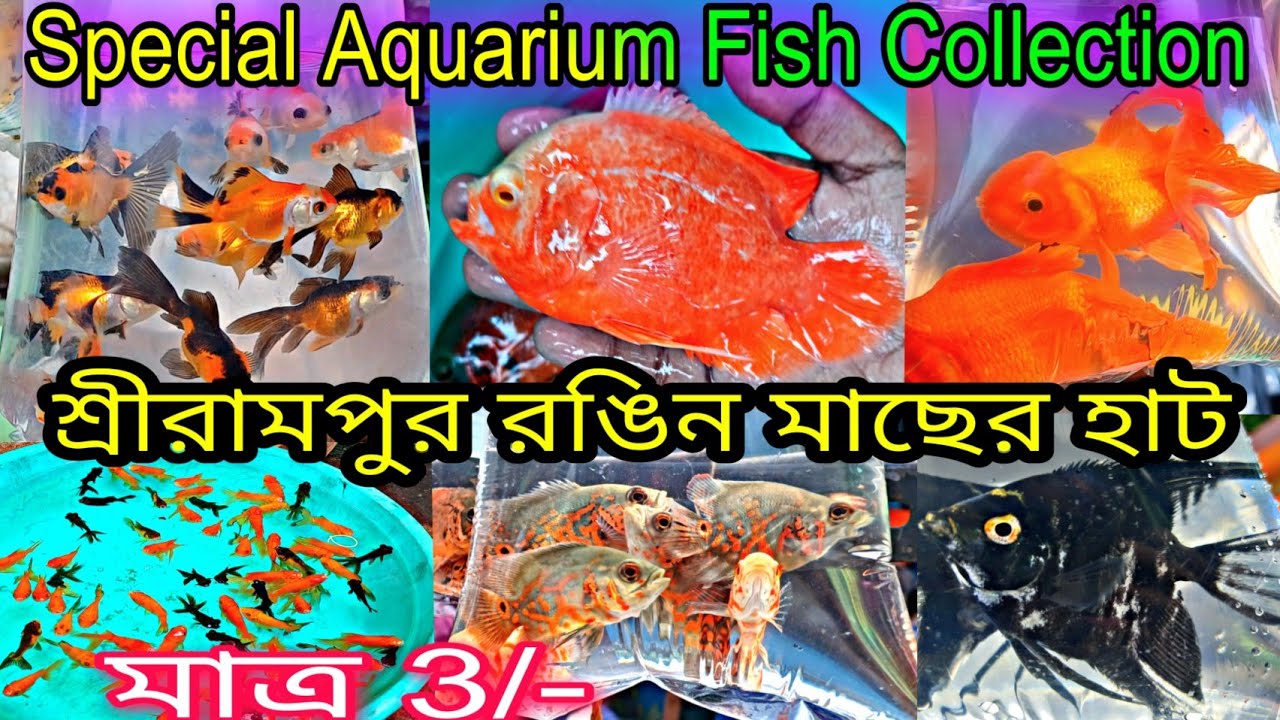 Serampore Fish Pet Market | Serampore Pet Market Fish | Serampore Fish ...