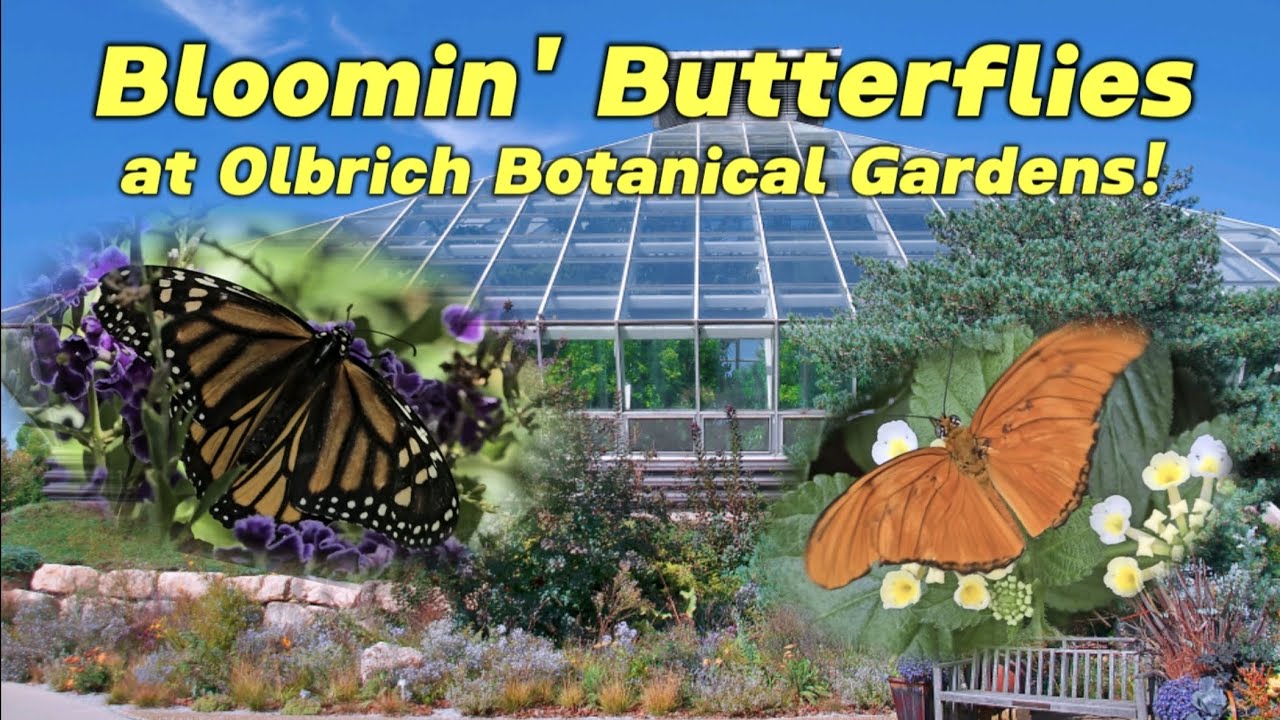 INCREDIBLE Butterflies at Olbrich Botanical Gardens! - YouTube