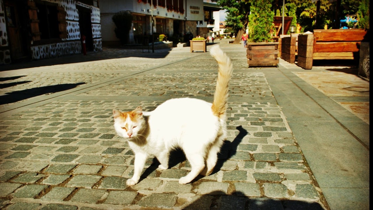 Cats of Bansko, Bulgaria - YouTube