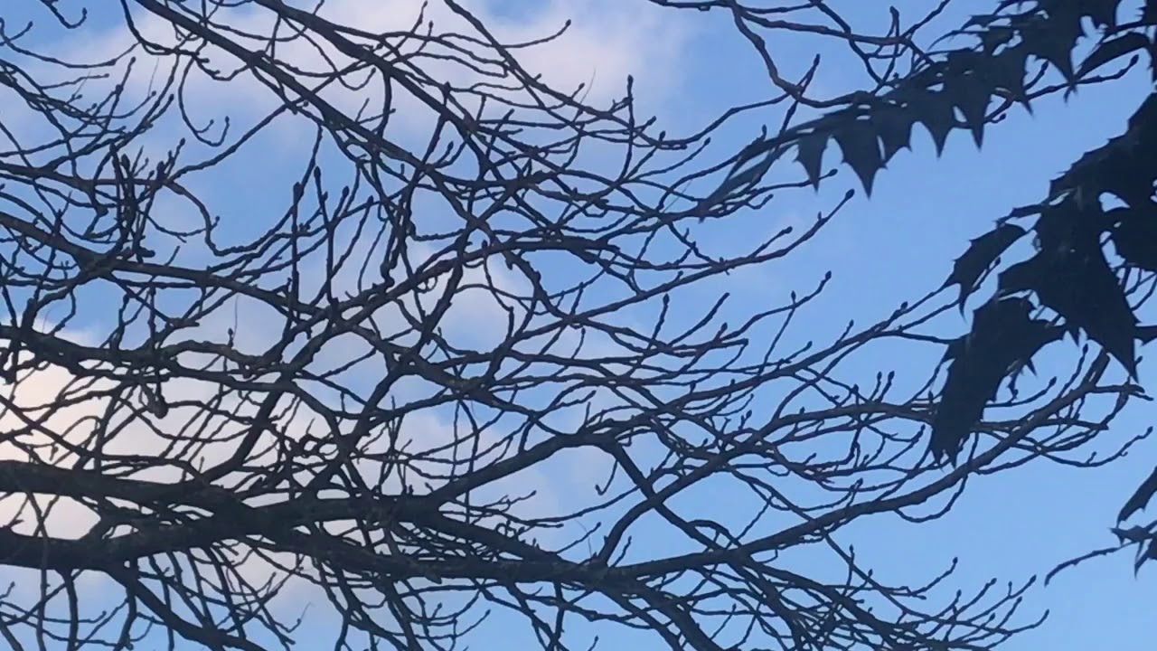 Zoom bad connection - YouTube