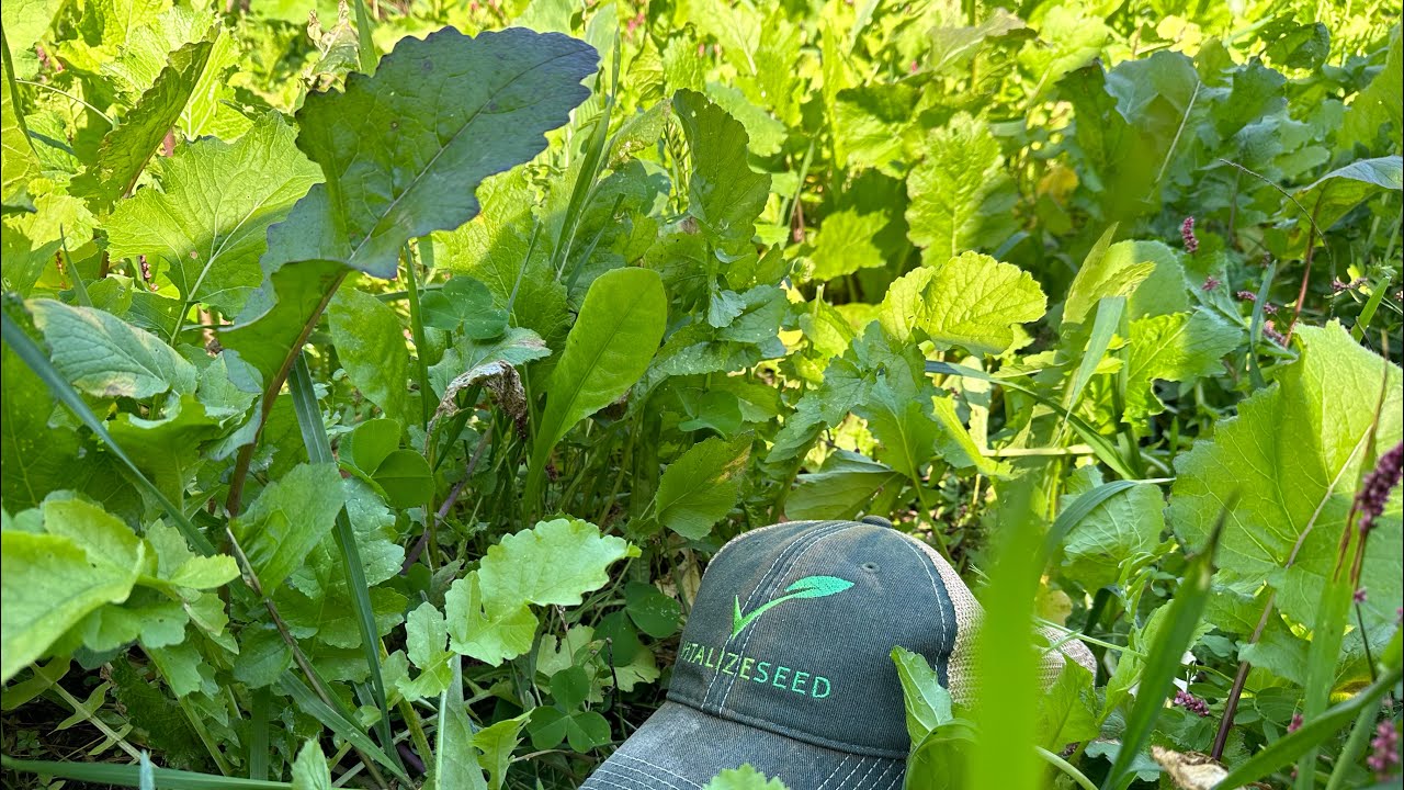 Cover crop and root analysis - what we can learn! - YouTube