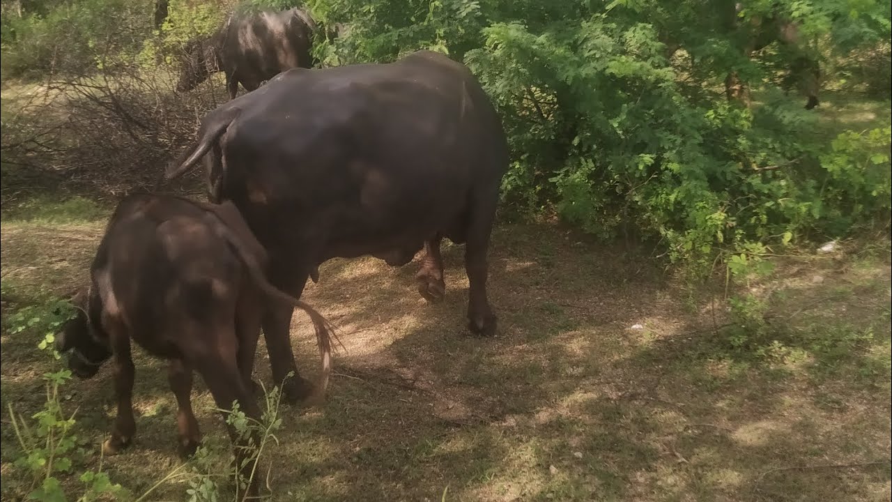 Buffalo Video On Forest | Forests Video - YouTube