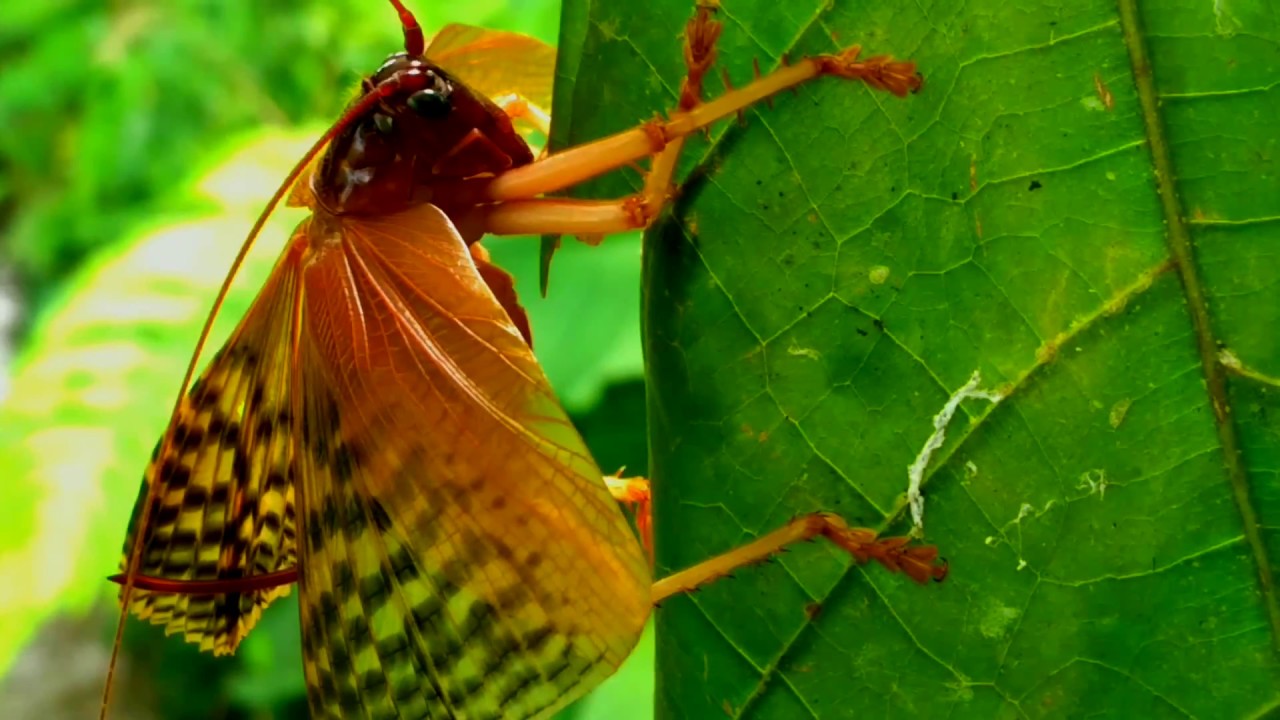 Gryllacrididae Aggressive